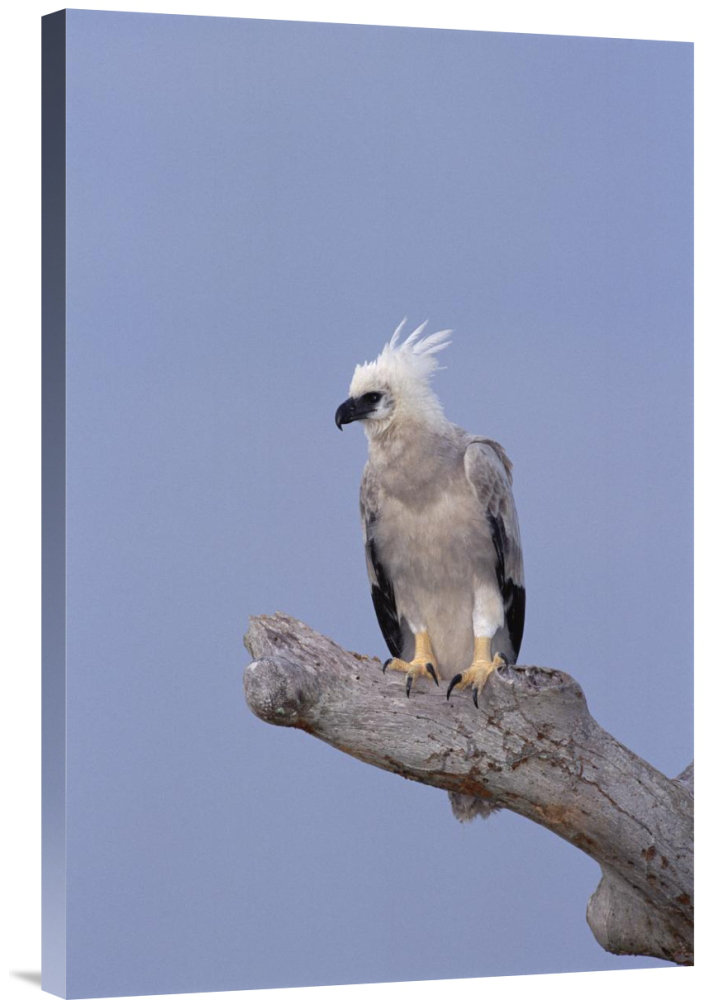 East Urban Home 'Harpy Eagle Juvenile Silk-Cotton Tree, Peru' Photographic Print | Wayfair